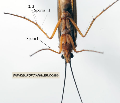 European Fly Angler - Allogamus auricollis