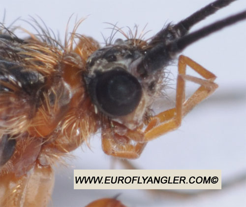 European Fly Angler - Allogamus auricollis