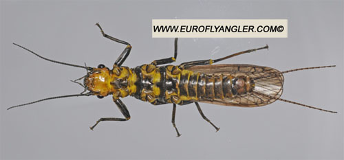 European Fly Angler - Perlodes microcephala