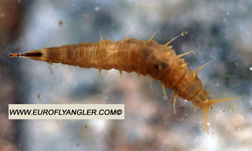 European Fly Angler - Atherix Atherix sp