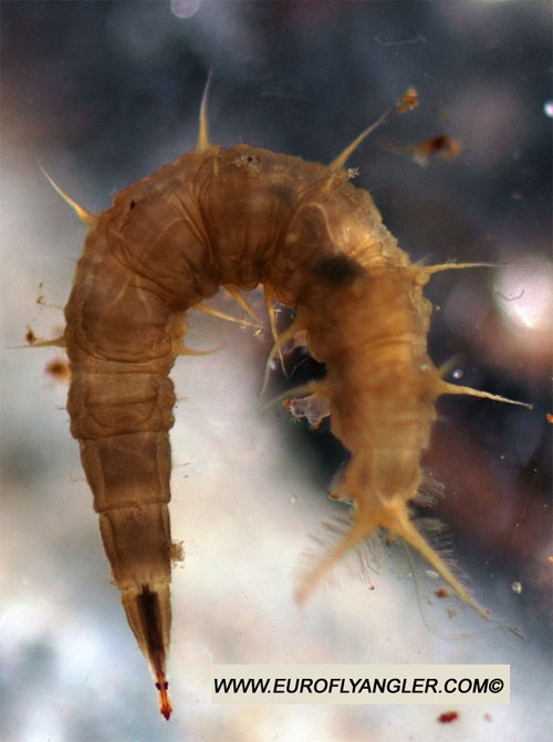 European Fly Angler - Atherix Atherix sp