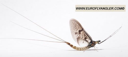 European Fly Angler - Ephemeridae
