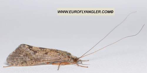 European Fly Angler - Hydropsyche pellucidula