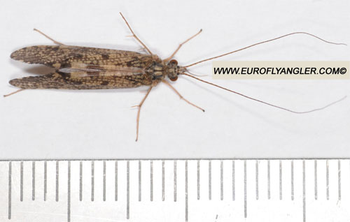 European Fly Angler - Hydropsyche pellucidula