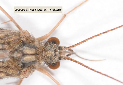 European Fly Angler - Hydropsyche pellucidula