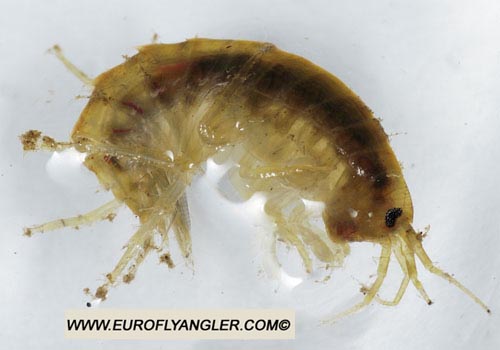 European Fly Angler - Gammarus roeseli