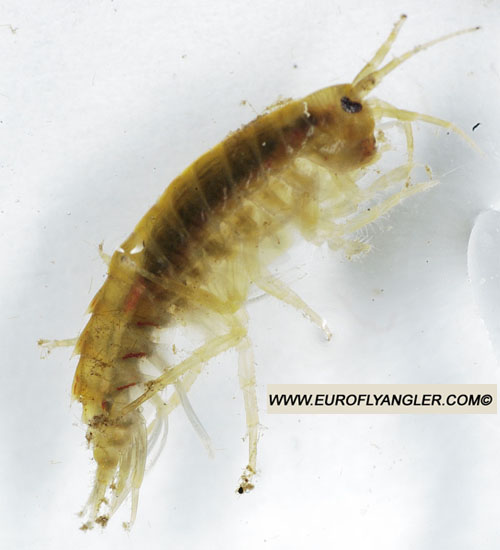 European Fly Angler - Gammarus roeseli
