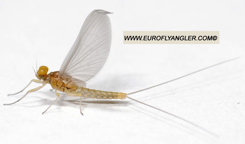 European Fly Angler - Baetidae