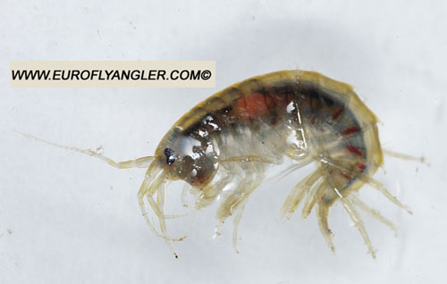 European Fly Angler - Gammarus roeseli