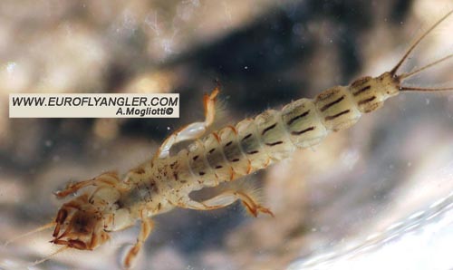 European Fly Angler - Ephemera danica