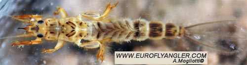 European Fly Angler - Ephemera danica