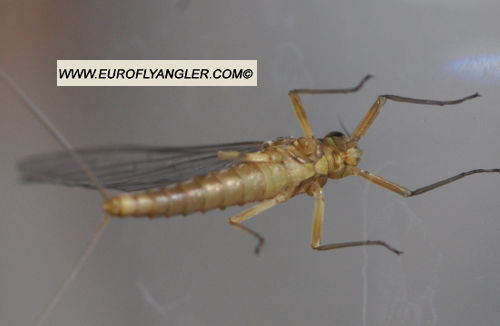 European Fly Angler - Baetidae
