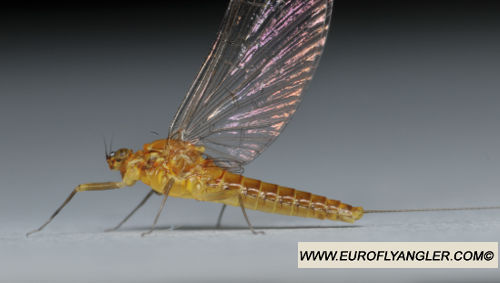 European Fly Angler - Baetidae