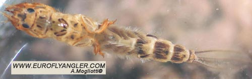 European Fly Angler - Ephemera danica