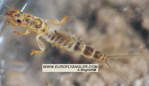 European Fly Angler - Ephemera danica