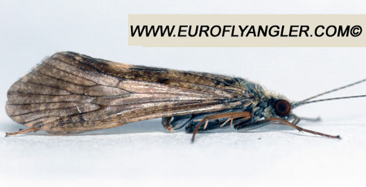 European Fly Angler entomology - Trichoptera