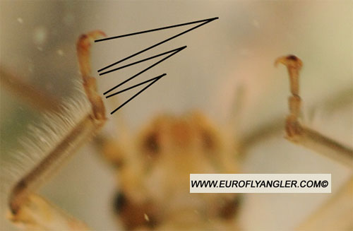 European Fly Angler - Brachyptera risi