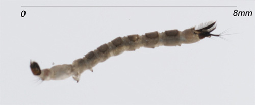 European Fly Angler - dixa sp.