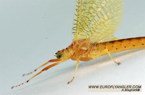 European Fly Angler - Potamanthus luteus