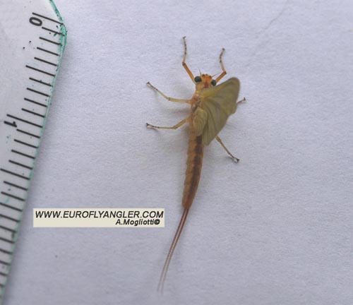 European Fly Angler - Potamanthus luteus
