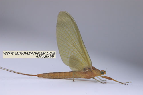 European Fly Angler - Potamanthus luteus