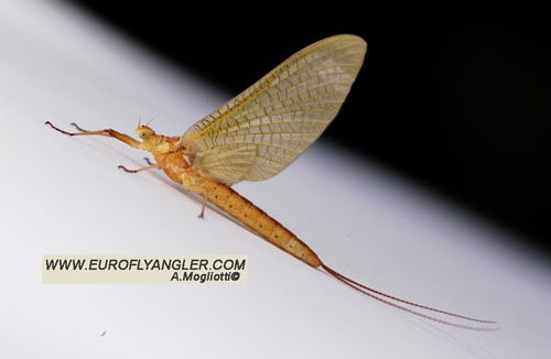European Fly Angler - Potamanthus luteus