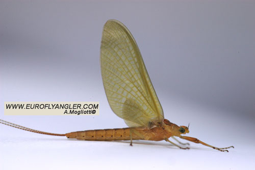 European Fly Angler - Potamanthus luteus