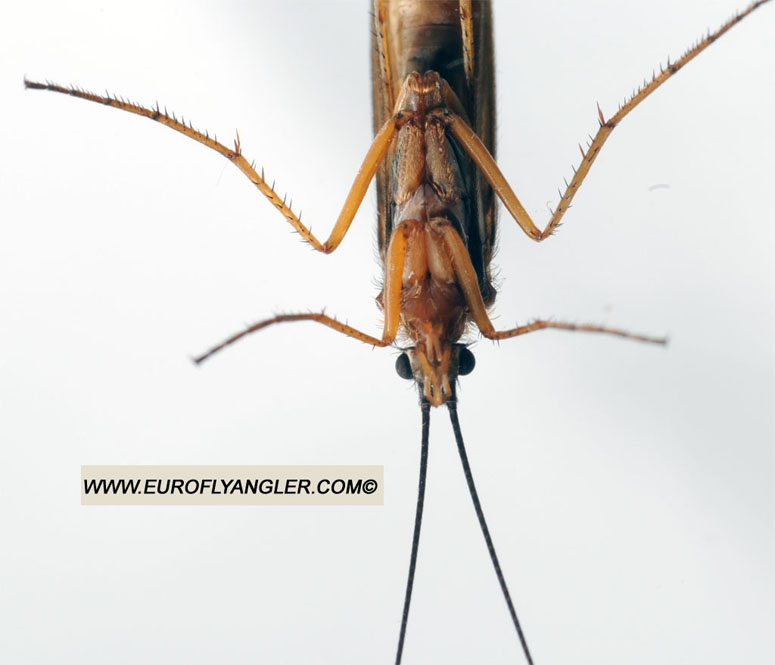 European Fly Angler - Allogamus auricollis