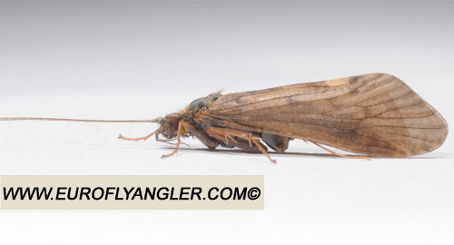 European Fly Angler - fly fishing entomology Hydropsychidae