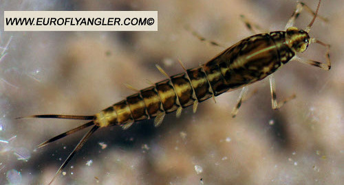 European Fly Angler - fly fishing entomology Baetidae