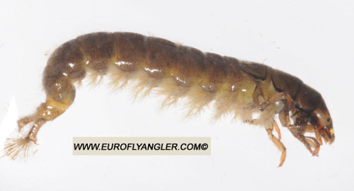 European Fly Angler - fly fishing entomology Hydropsychidae