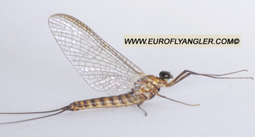 European Fly Angler - fly fishing entomology Heptageniidae