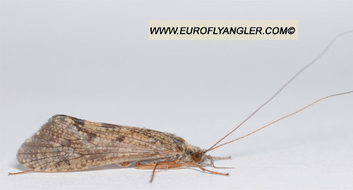 European Fly Angler - fly fishing entomology Hydropsychidae