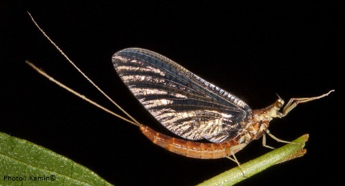 European Fly Angler - fly fishing entomology Ephemeridae